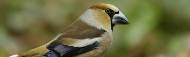 Giant finches invade Scotland | The HOBBLEDEHOY