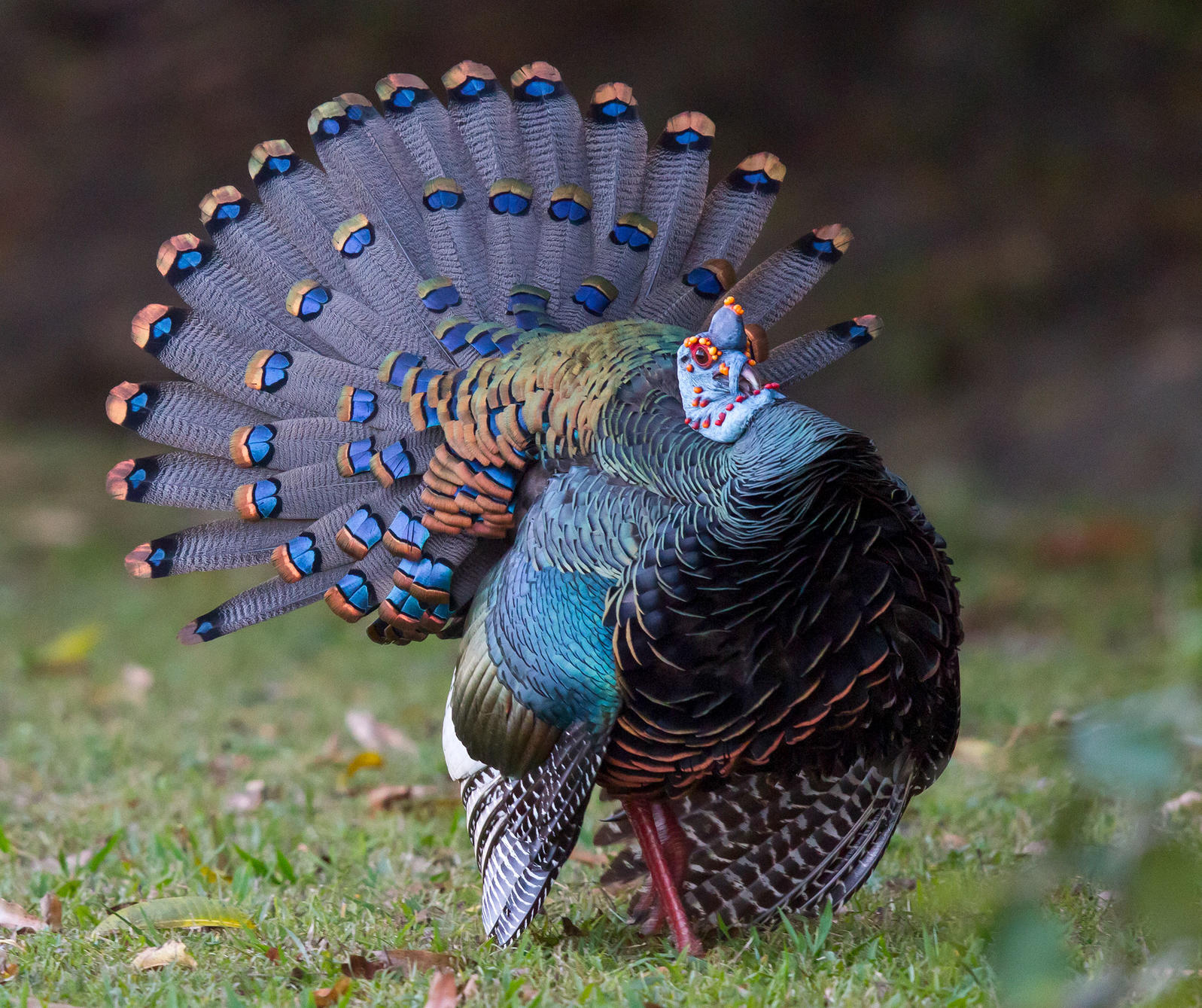 The Wild Blue Turkey That Blew My Mind – THE HOBBLEDEHOY