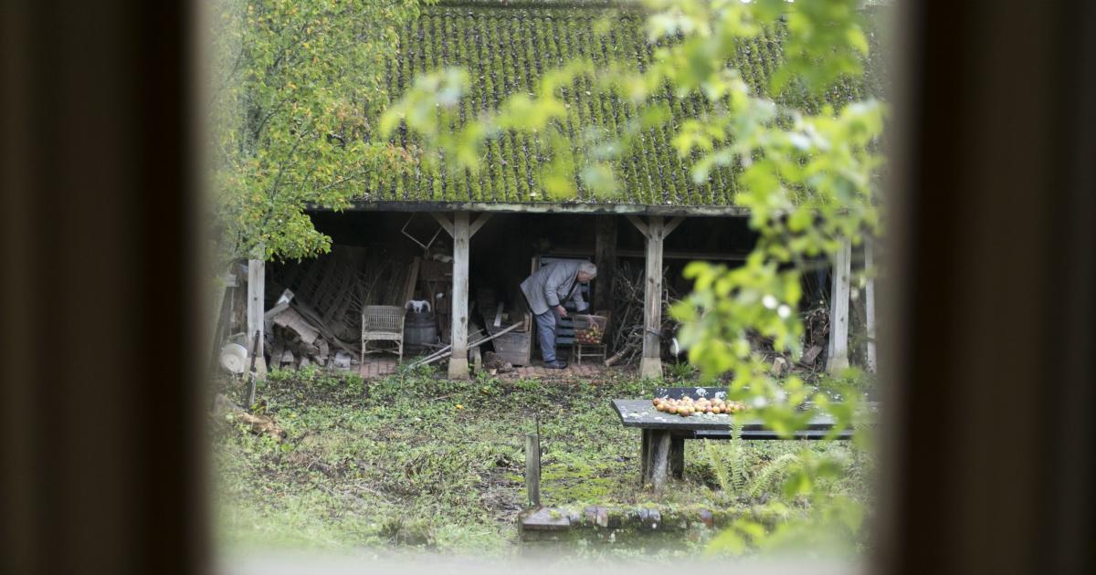 jeremy-cooper-sorting-apples – THE HOBBLEDEHOY